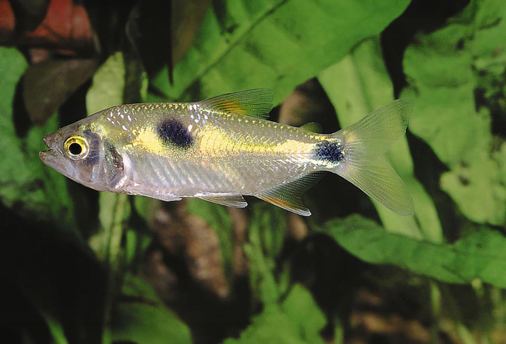 Exodon paradoxus Storfläckstetra - Aquawildlife.se