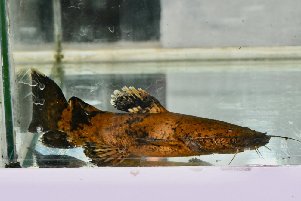 Cephalosilurus fowleri Golden rare pacamom fish 25 cm - Aquawildlife.se