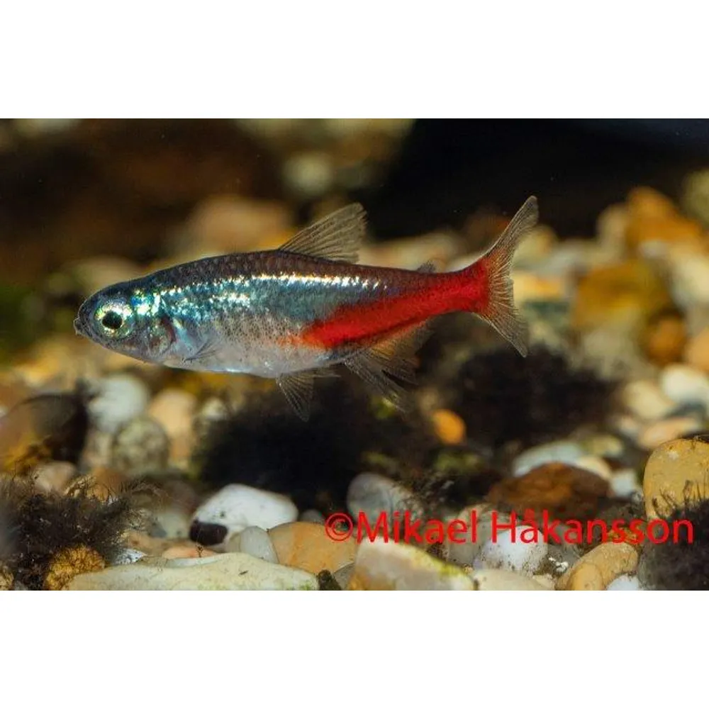 NEONTETRA DIAMANT - Aquawildlife.se